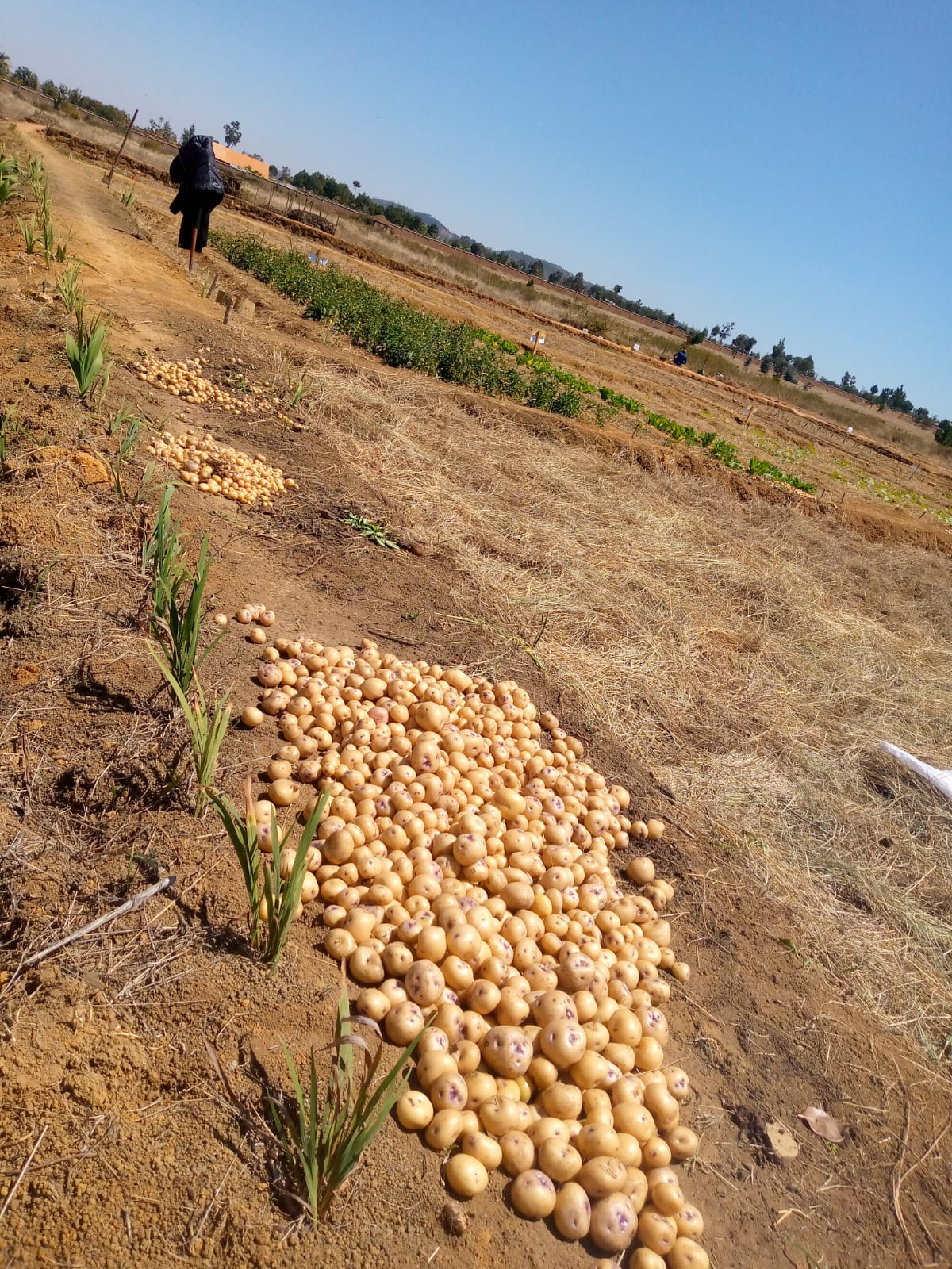 Premières récoltes de légumes à Madagascar selon la méthode Pfumvudza ...